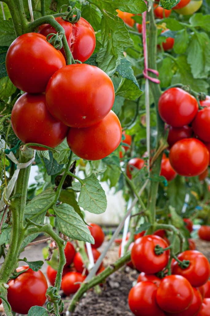 The Best Fertilizer For Tomatoes And Proper Application Tips!
