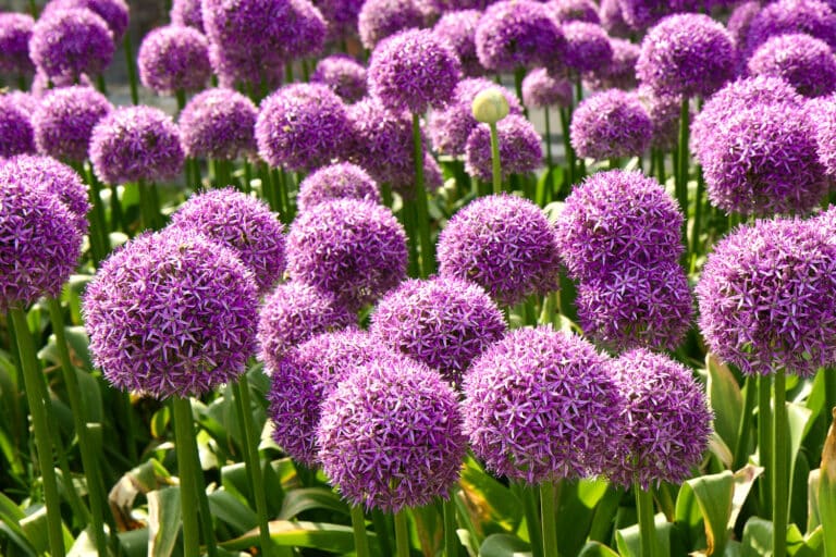 How to Plant and Care For Ornamental Alliums