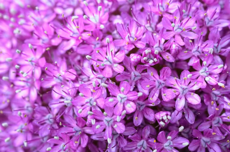 How to Plant and Care For Ornamental Alliums