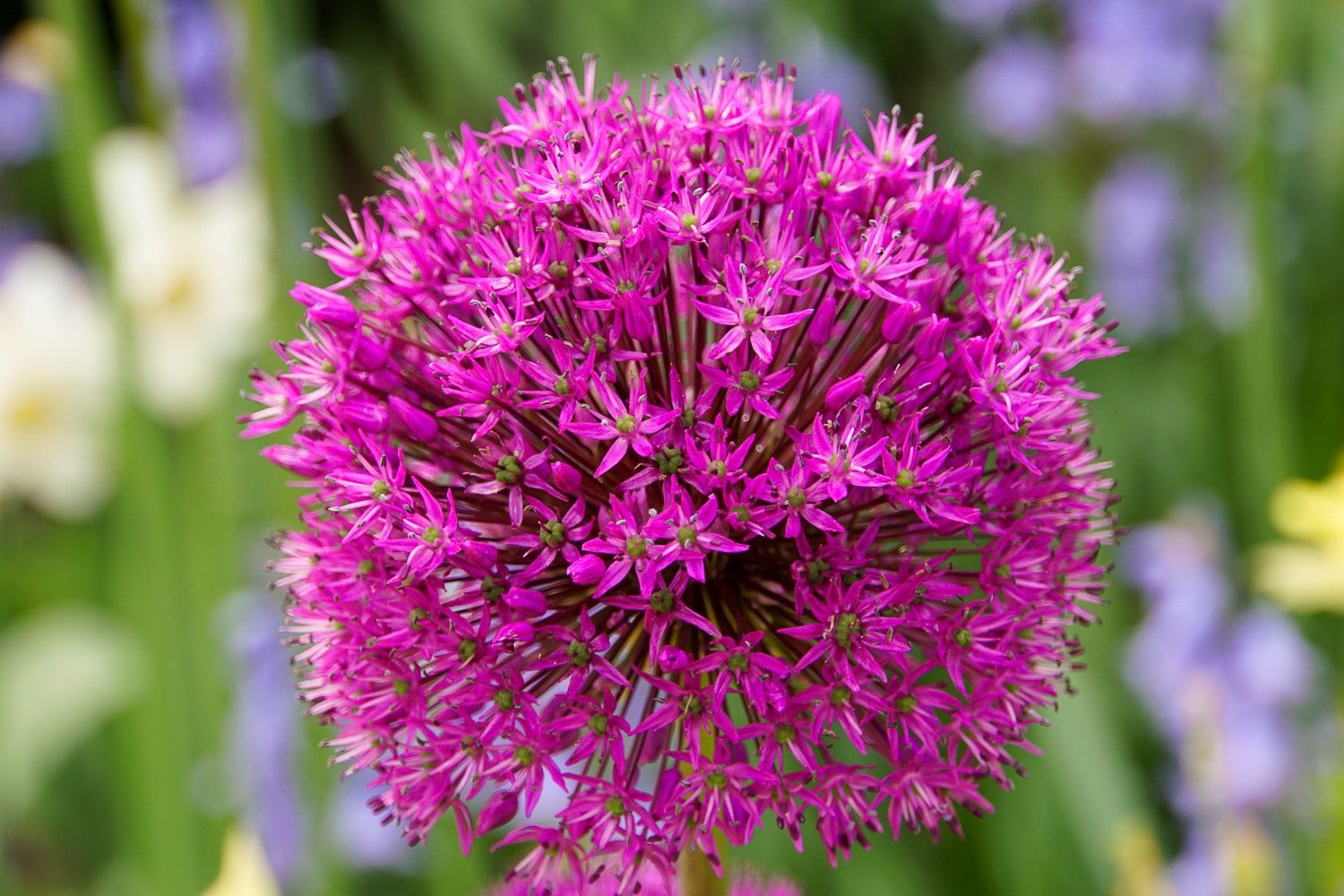 How to Plant and Care For Ornamental Alliums
