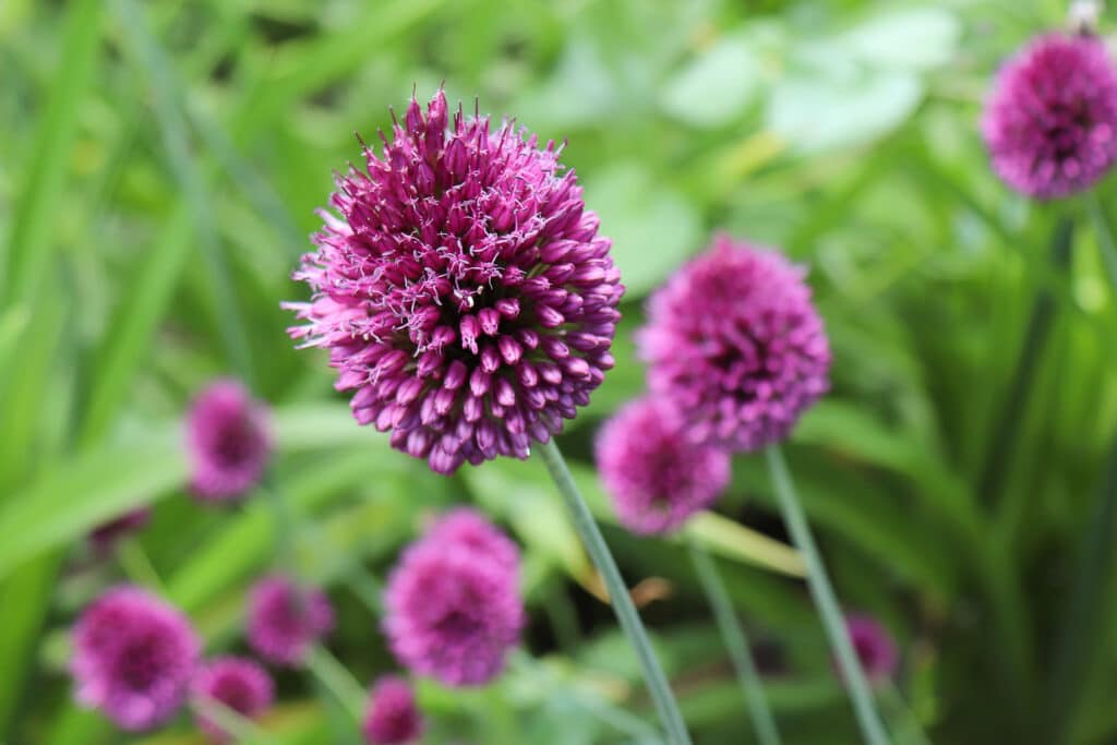 How to Plant and Care For Ornamental Alliums