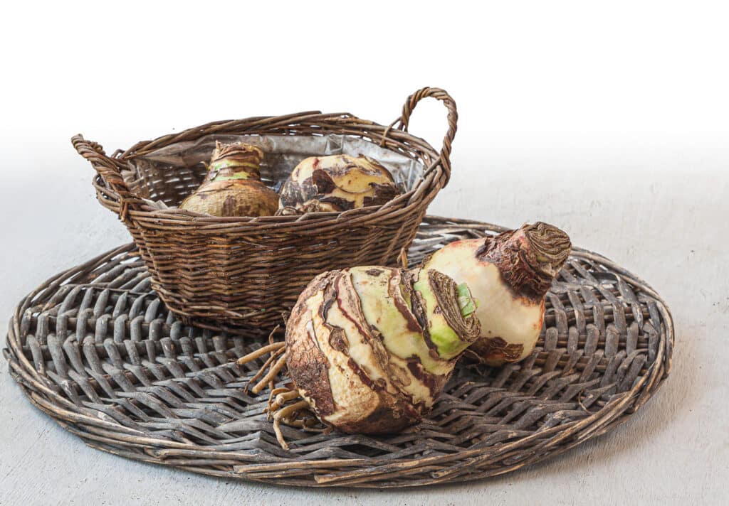 Storing Amaryllis Bulbs for Years of Repeat Blooms