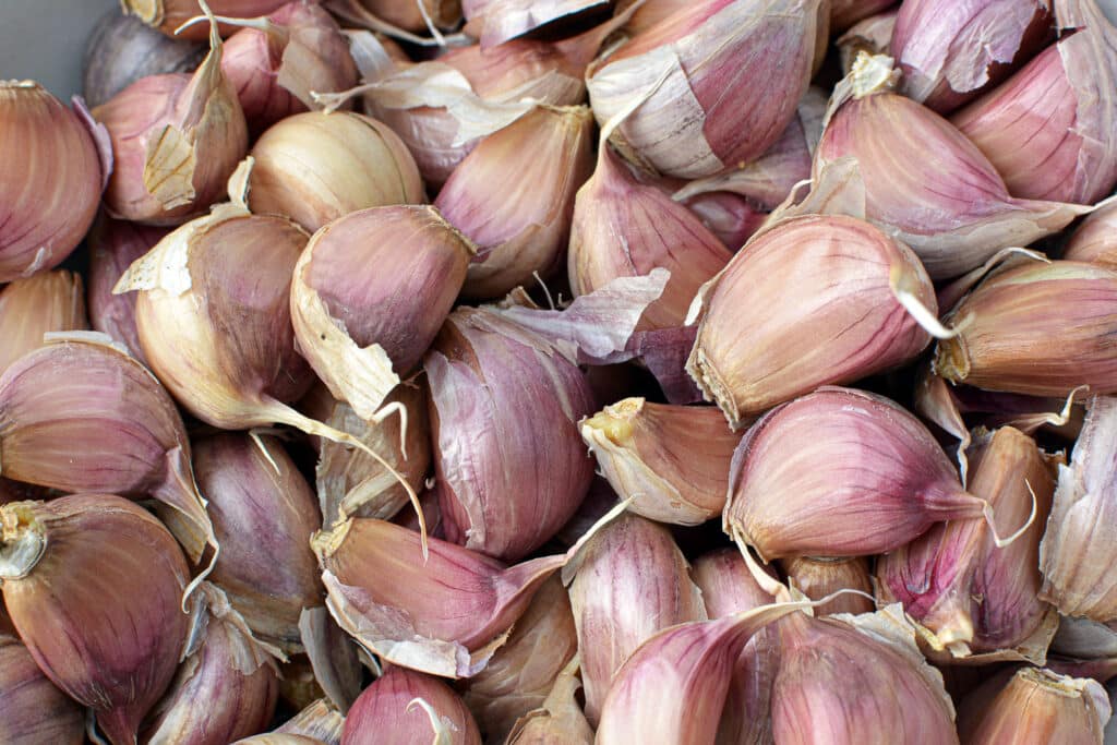 The Best Time to plant Garlic Cloves - Tips You Need to Know