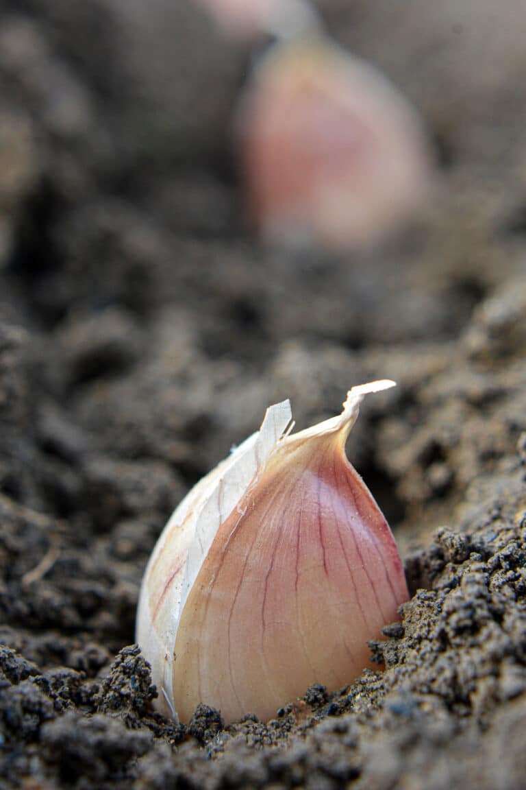 The Best Time to plant Garlic Cloves - Tips You Need to Know