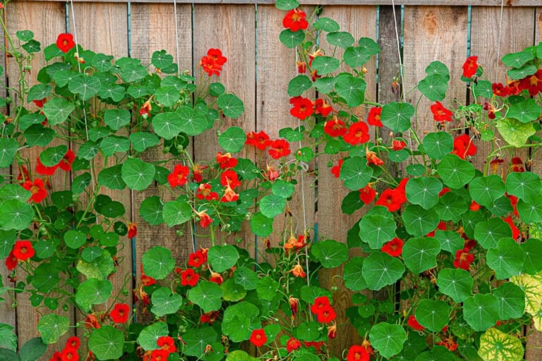 Climbing Nasturtium: Tips For Growing Bloom Popping Vines