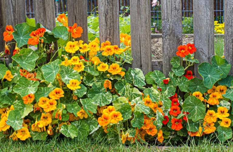 Climbing Nasturtium: Tips For Growing Bloom Popping Vines