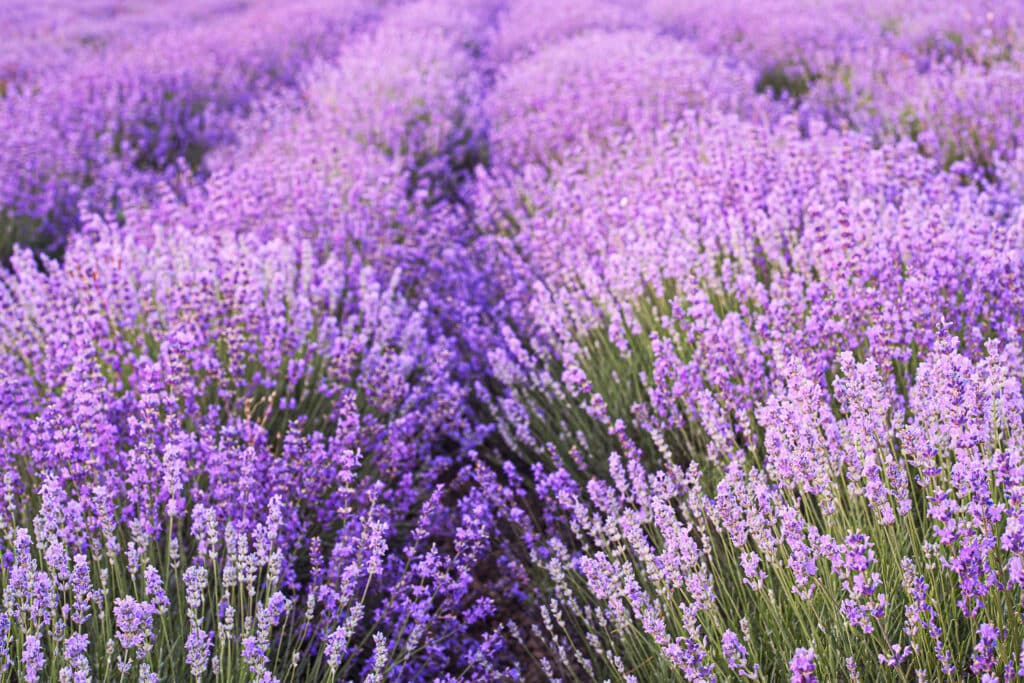 Does Lavender Spread and Need To Be Divided?