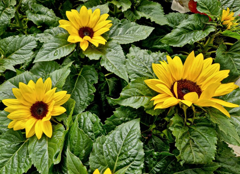 Dwarf Sunflowers: Big Impact In a Small Package
