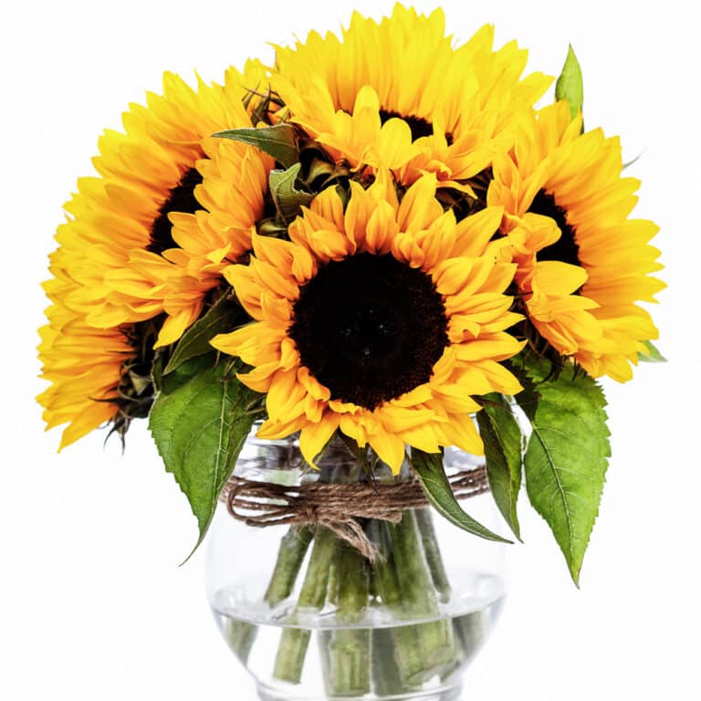 Dwarf Sunflowers: Big Impact In a Small Package