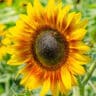 Dwarf Sunflowers: Big Impact In a Small Package