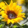Dwarf Sunflowers: Big Impact In a Small Package