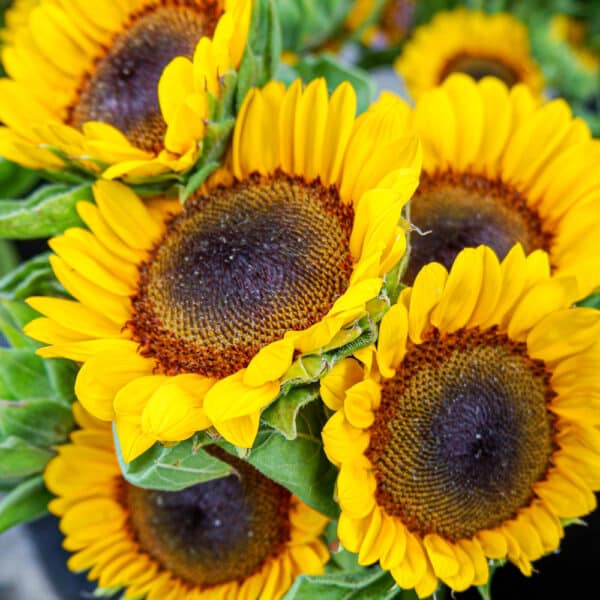 Dwarf Sunflowers: Big Impact In a Small Package