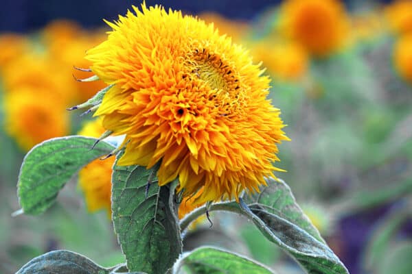 Dwarf Sunflowers: Big Impact In a Small Package