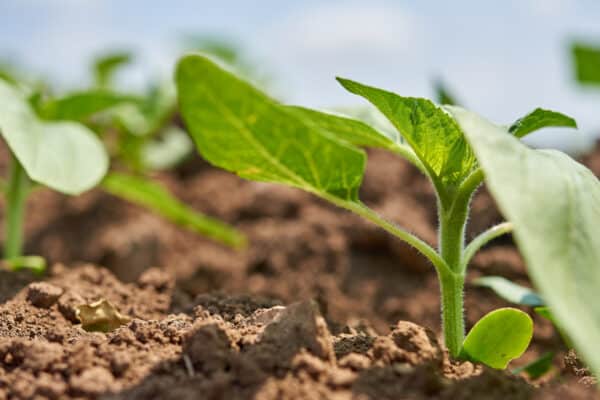 Ultimate Guide to Fertilizing Sunflowers: Best Tips & Requirements