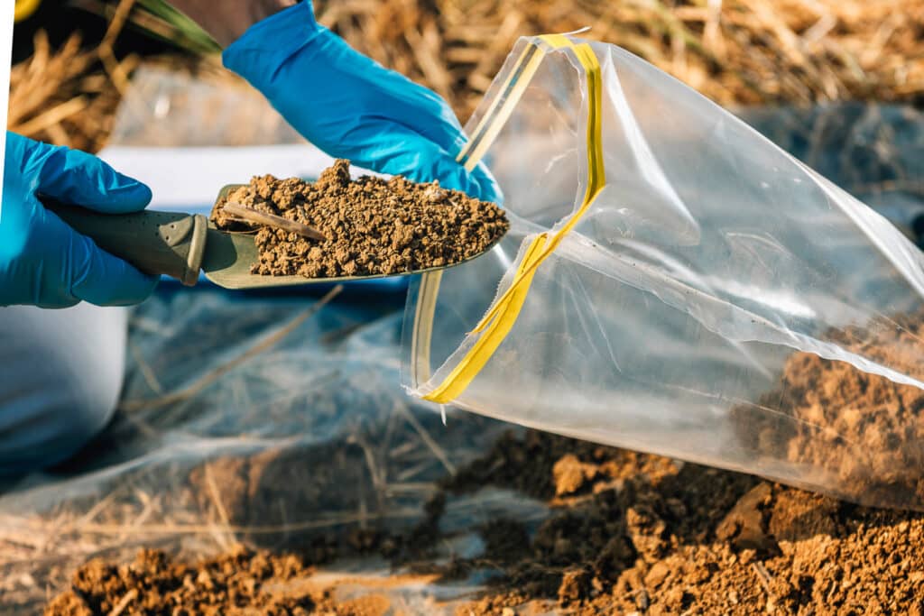 Ultimate Guide to Fertilizing Sunflowers: Best Tips & Requirements