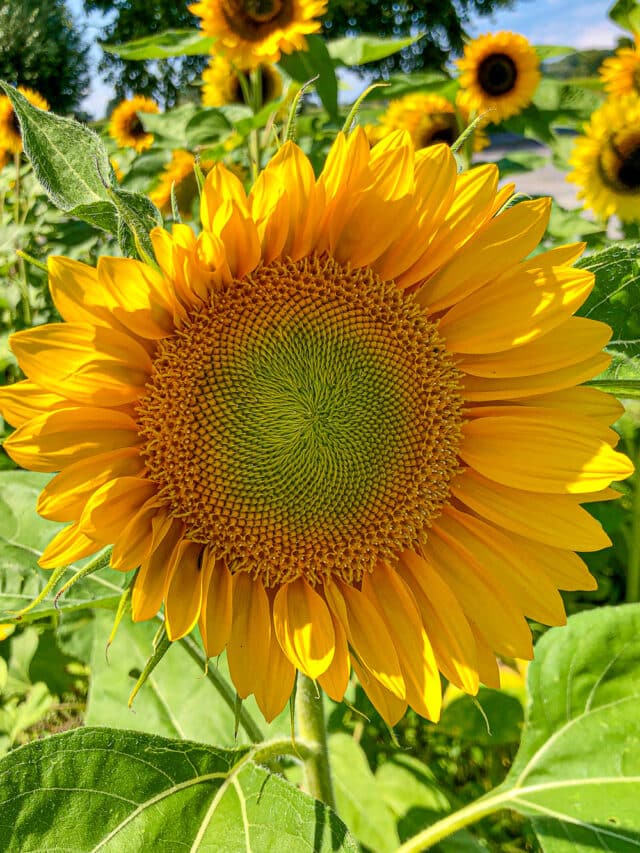 Ultimate Guide to Fertilizing Sunflowers: Best Tips & Requirements