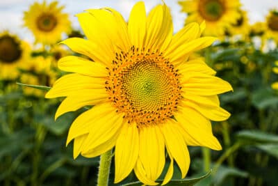 Ultimate Guide to Fertilizing Sunflowers: Best Tips & Requirements