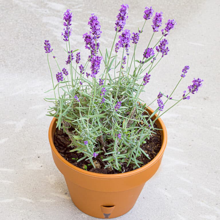 Lavender Plant Indoors: Expert Tips for Successful Growing
