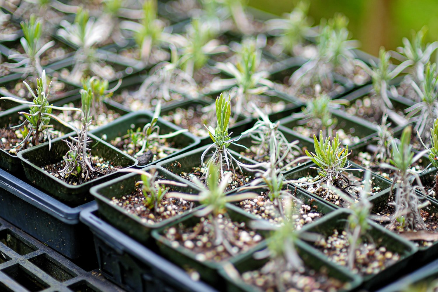 How To Grow Lavender From Seeds for Outdoor Transplant