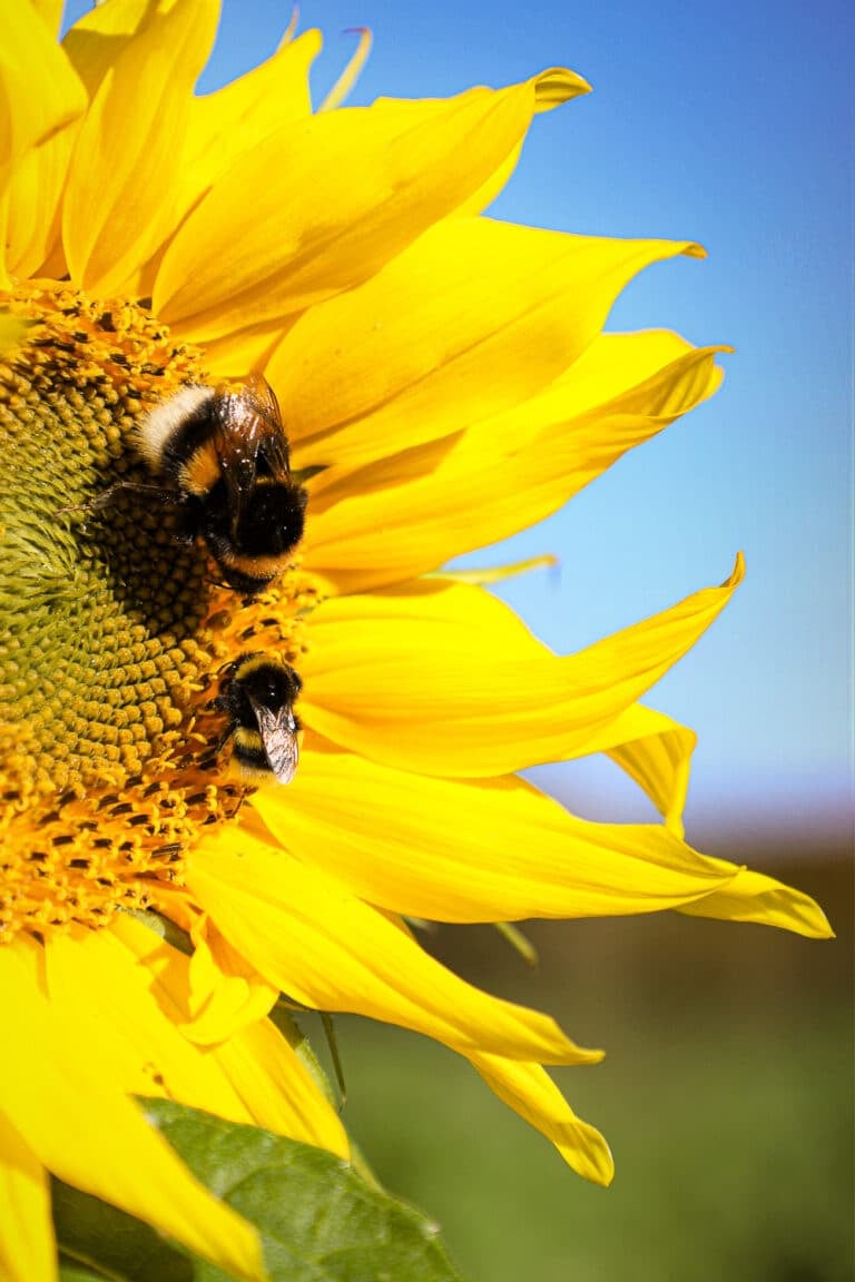 Benefits of Sunflowers - More Than Just Another Pretty Flower