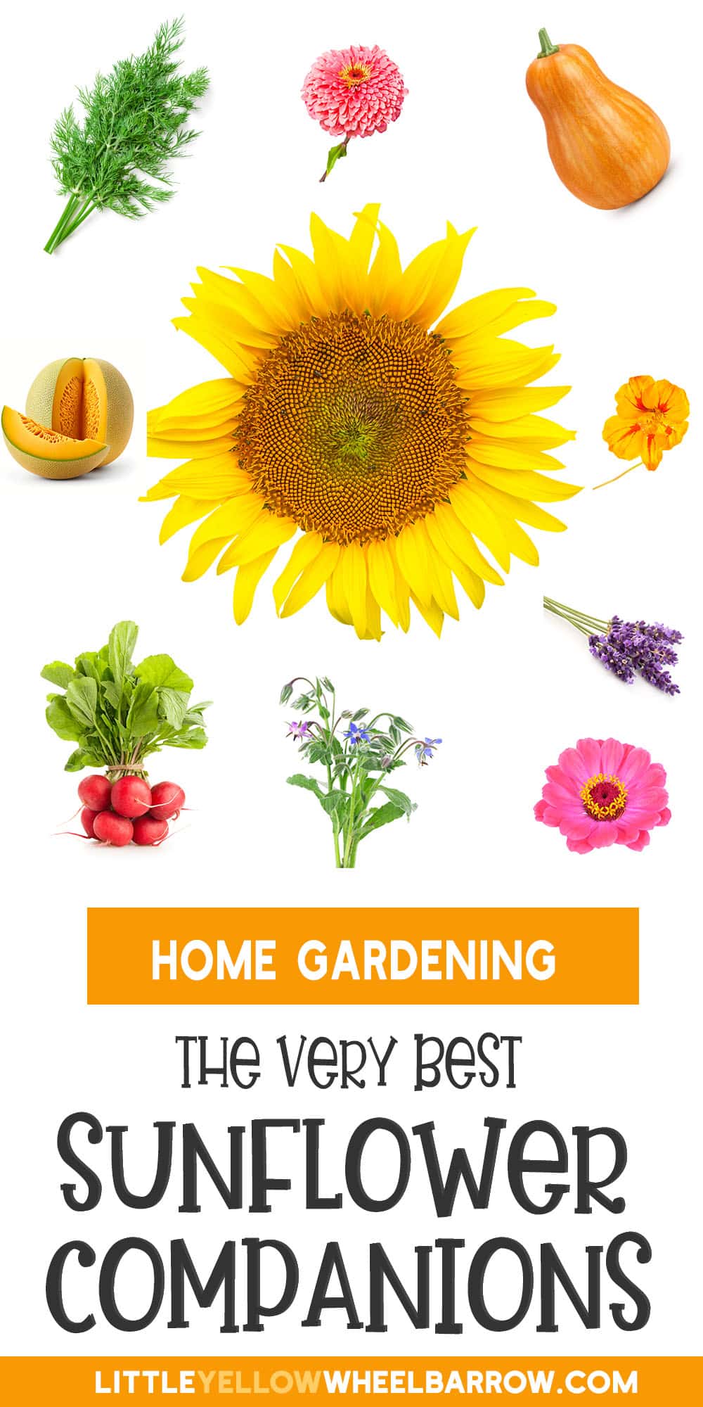 Sunflower Companion Plants - The Best and Worst