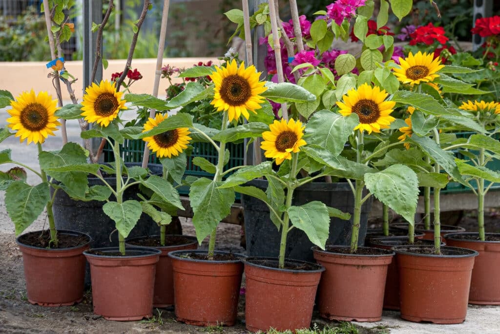 Growing Sunflowers in Pots - With Variety Recommendations