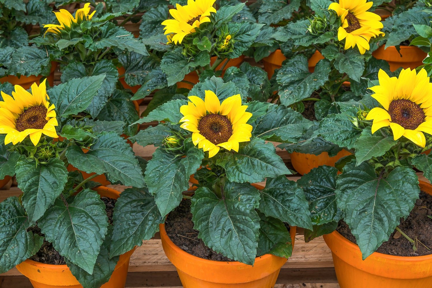 Growing Sunflowers in Pots - With Variety Recommendations