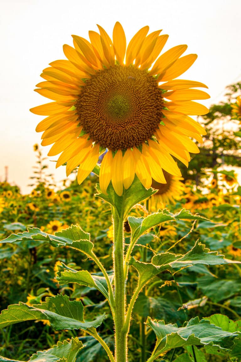 Grow The Tallest Sunflowers With Our Expert Recommendations