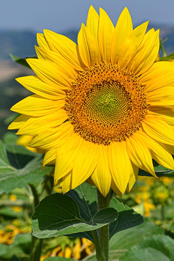 Grow The Tallest Sunflowers With Our Expert Recommendations