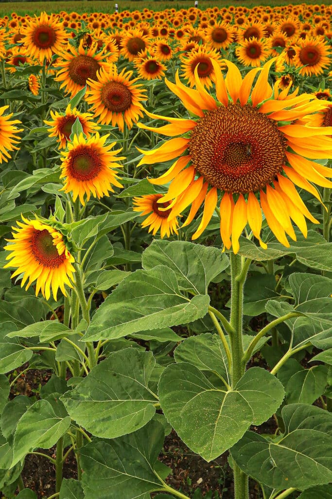 Grow The Tallest Sunflowers With Our Expert Recommendations