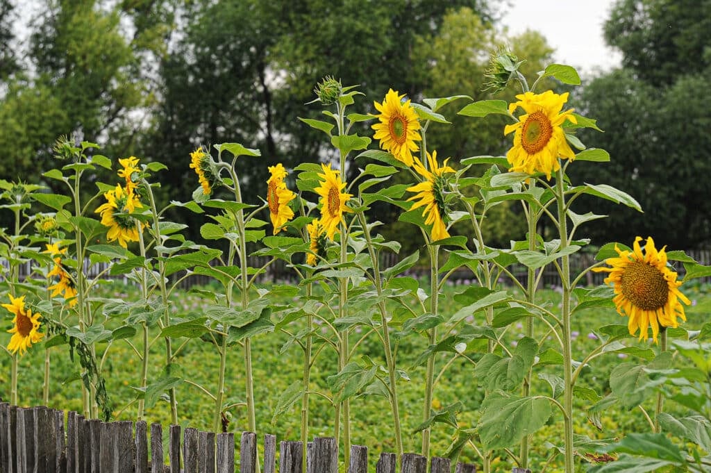 Grow The Tallest Sunflowers With Our Expert Recommendations
