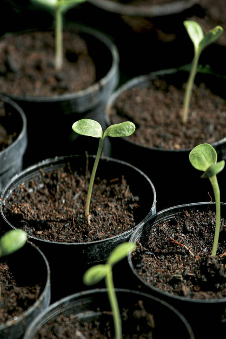 Sunflower Colors - Unique Color Choices Beyond Yellow