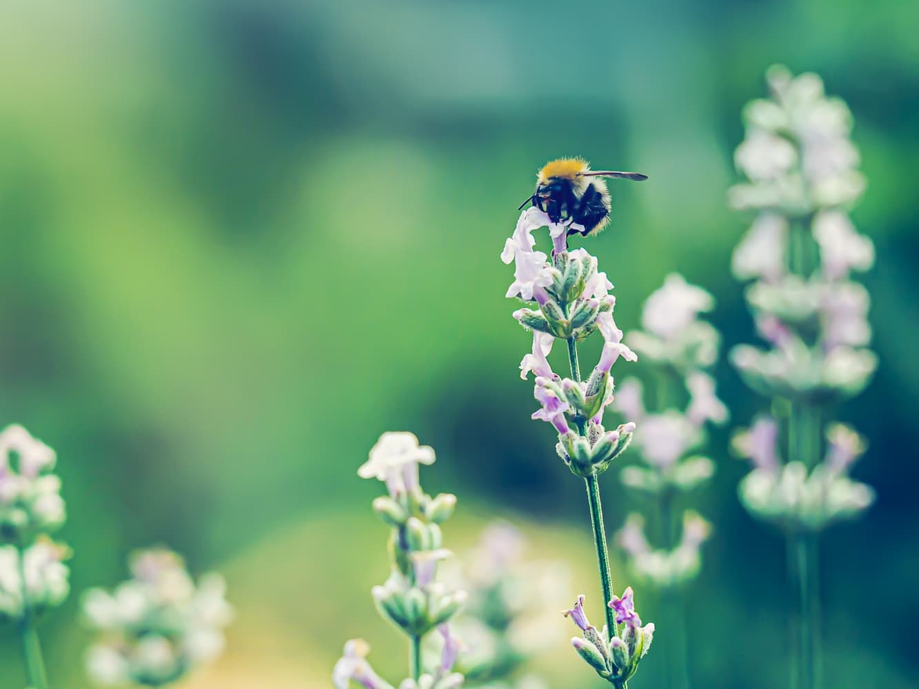 When Does Lavender Bloom? How Can I Extend Flowering?