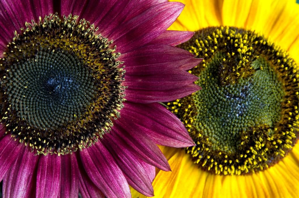 Sunflower Colors - Unique Color Choices Beyond Yellow