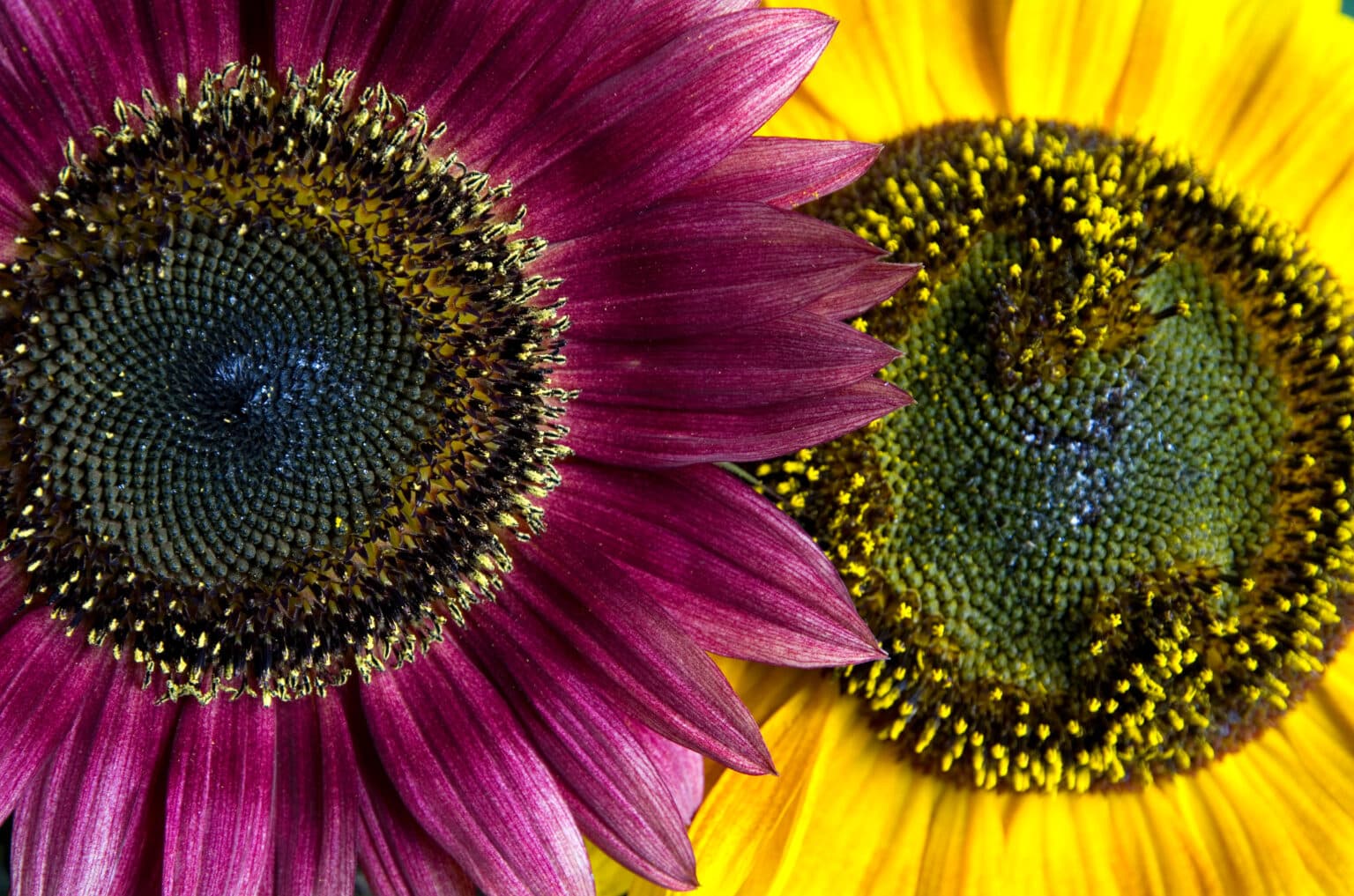 Sunflower Colors - Unique Color Choices Beyond Yellow