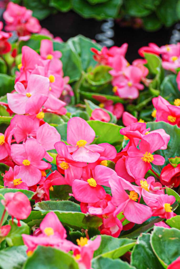 Begonias from Seed: Expert Tips for Successful Propagation