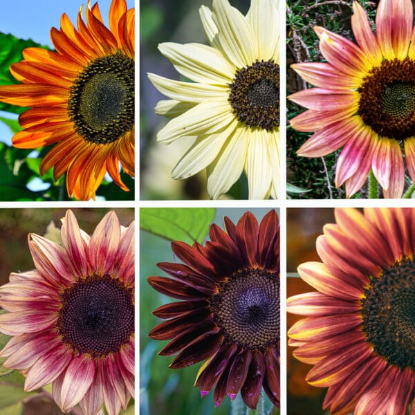 Sunflower Colors - Unique Color Choices Beyond Yellow