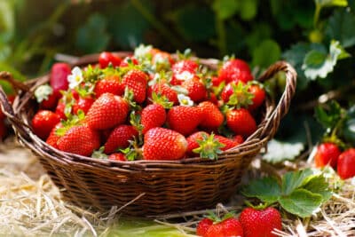 Fertilizing Strawberries for Higher Yields and Healthy Plants