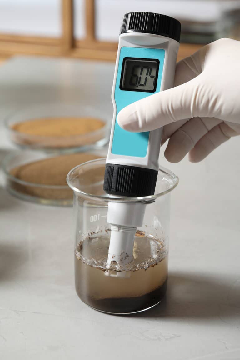 Fertilizing Strawberries for Higher Yields and Healthy Plants