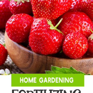Fertilizing Strawberries for Higher Yields and Healthy Plants