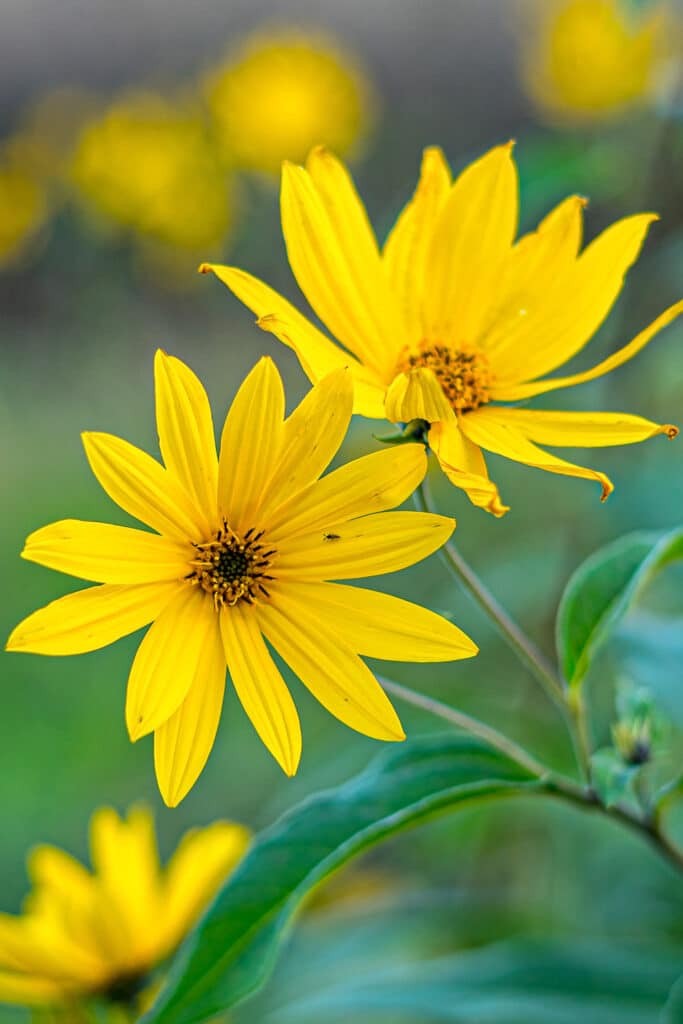 Perennial Sunflower Varieties for Yearly Blooms