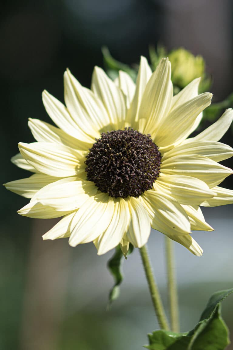 Ultimate Guide to Fertilizing Sunflowers: Best Tips & Requirements