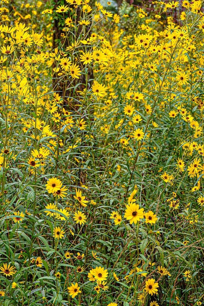 Perennial Sunflower Varieties for Yearly Blooms