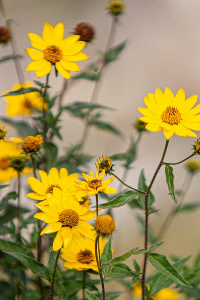 Perennial Sunflower Varieties for Yearly Blooms