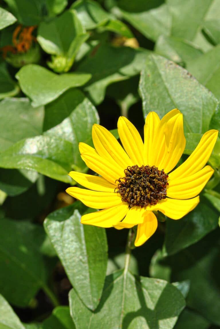 Perennial Sunflower Varieties for Yearly Blooms