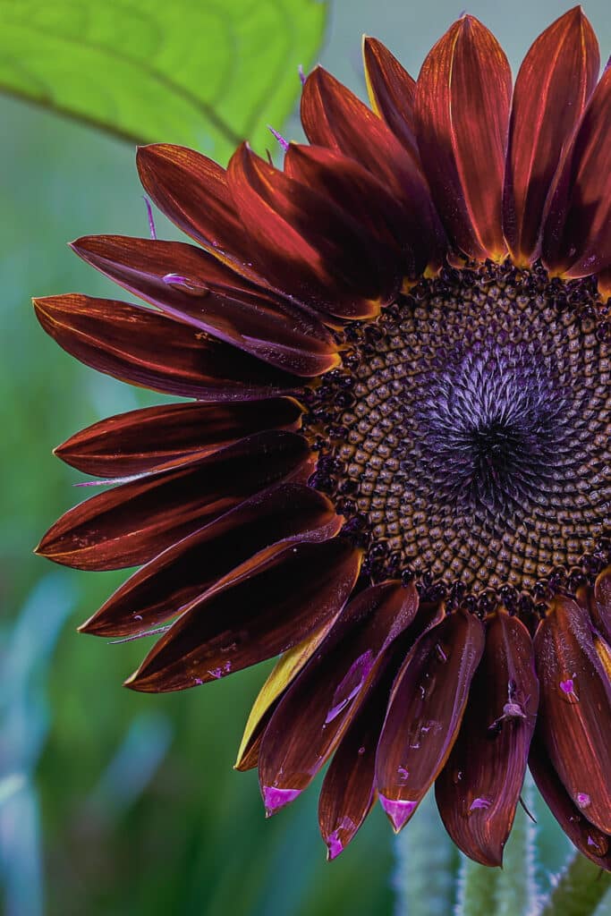 Sunflower Colors - Unique Color Choices Beyond Yellow