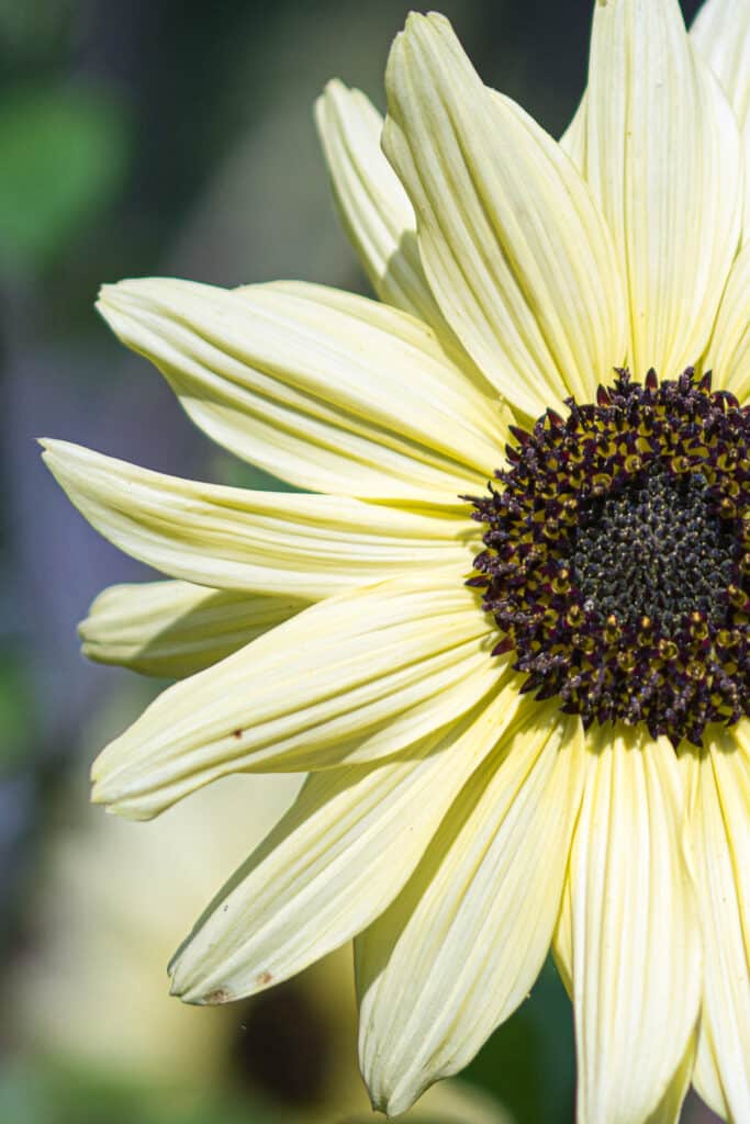 Sunflower Colors - Unique Color Choices Beyond Yellow