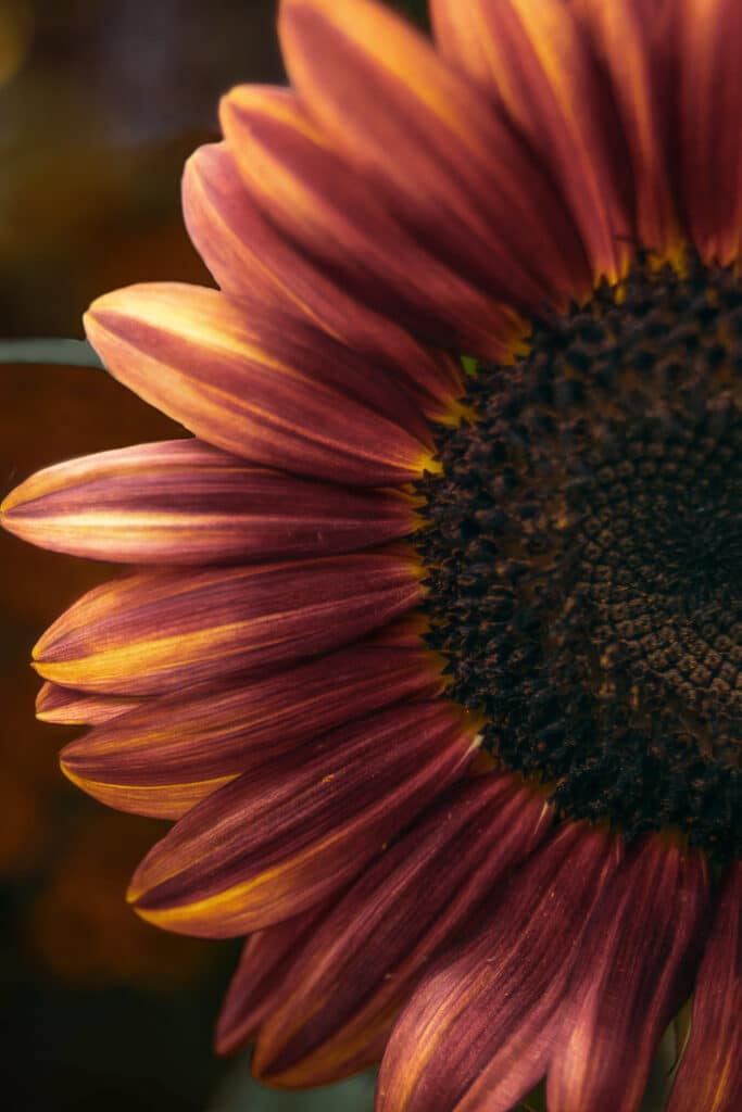 Sunflower Colors - Unique Color Choices Beyond Yellow