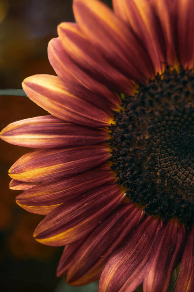 Sunflower Colors - Unique Color Choices Beyond Yellow