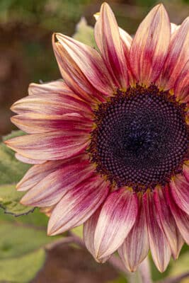 Sunflower Colors - Unique Color Choices Beyond Yellow